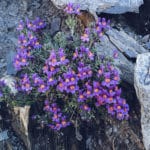 GR54, Trekking in the Ecrins NP, France - SUMMIT CAIRN